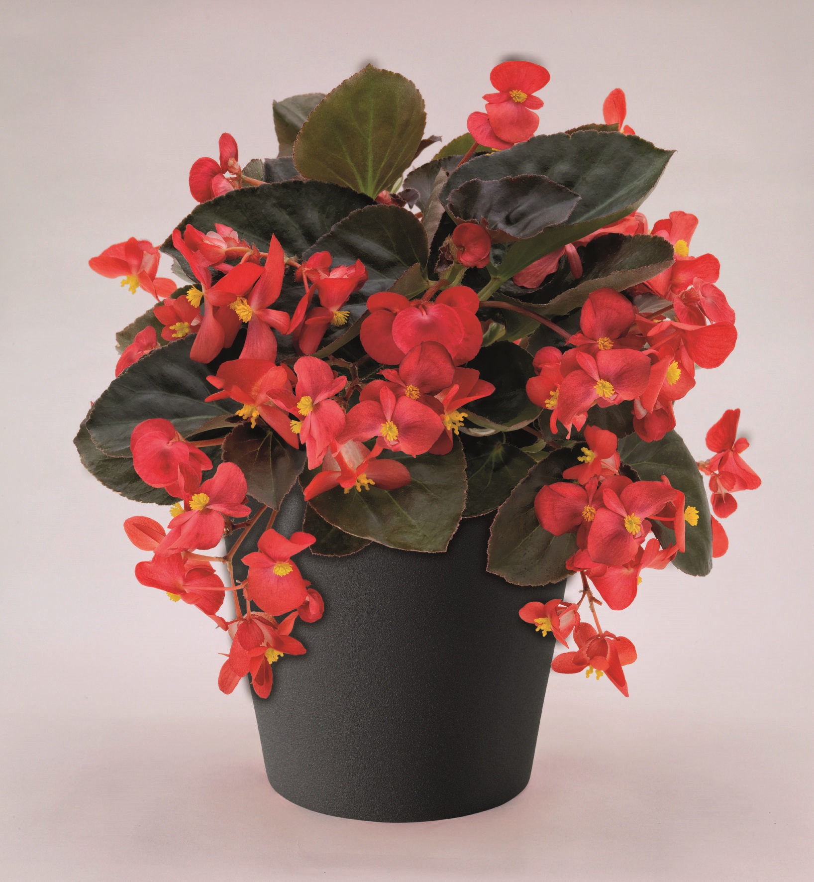 Begonia x benariensis F1 BIG Rot, grünlaubig, pilliert | 100 P | B042.1