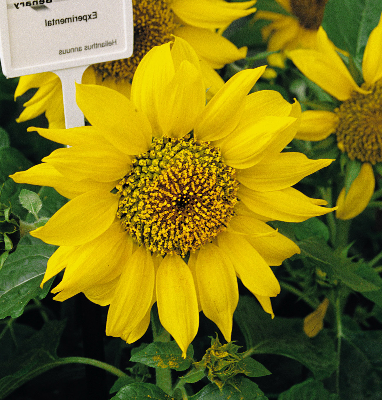 Helianthus annuus Pacino Gold | 250 K | H055.1