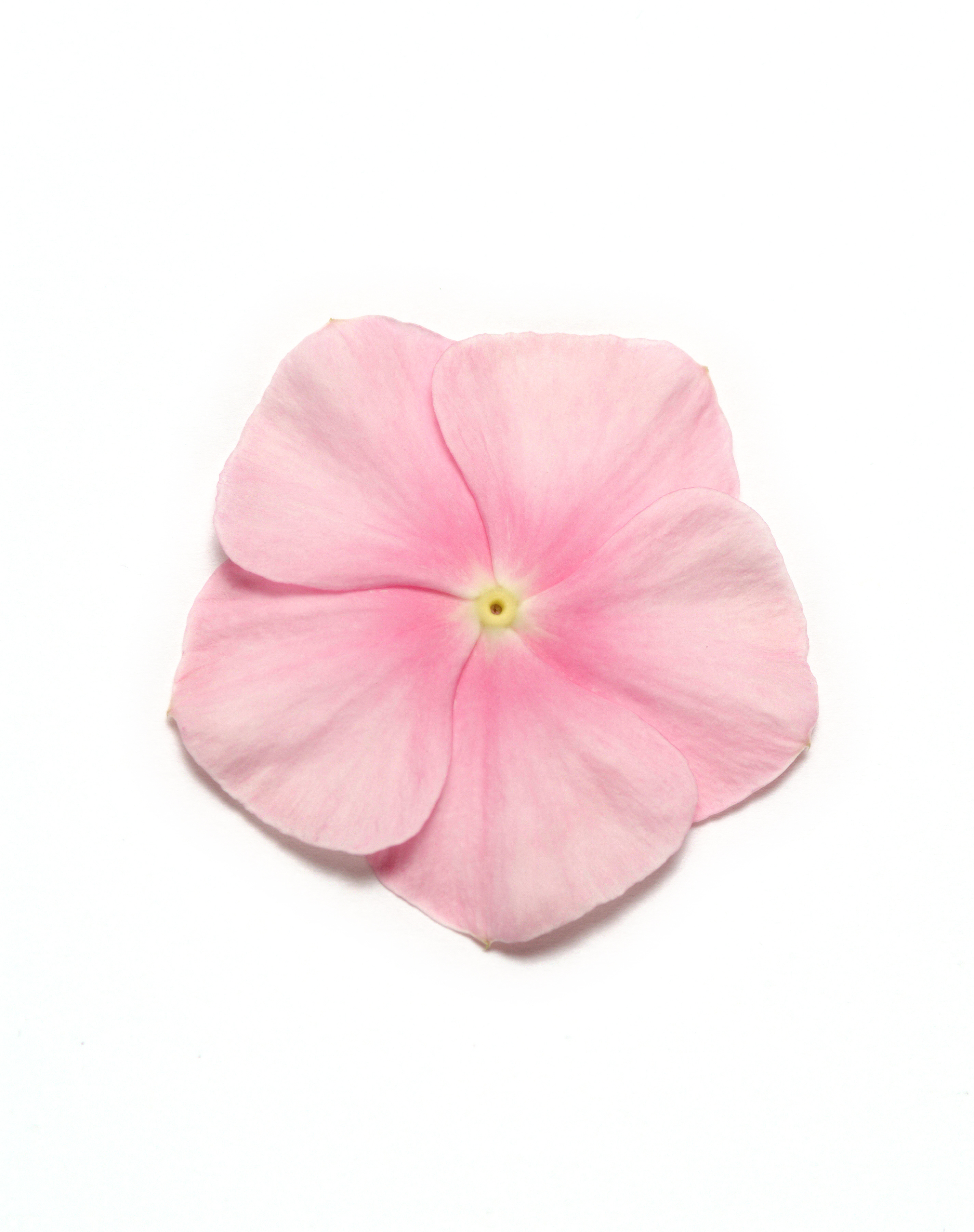 Catharanthus roseus F1 First Kiss Pink | 250 K | C994.1