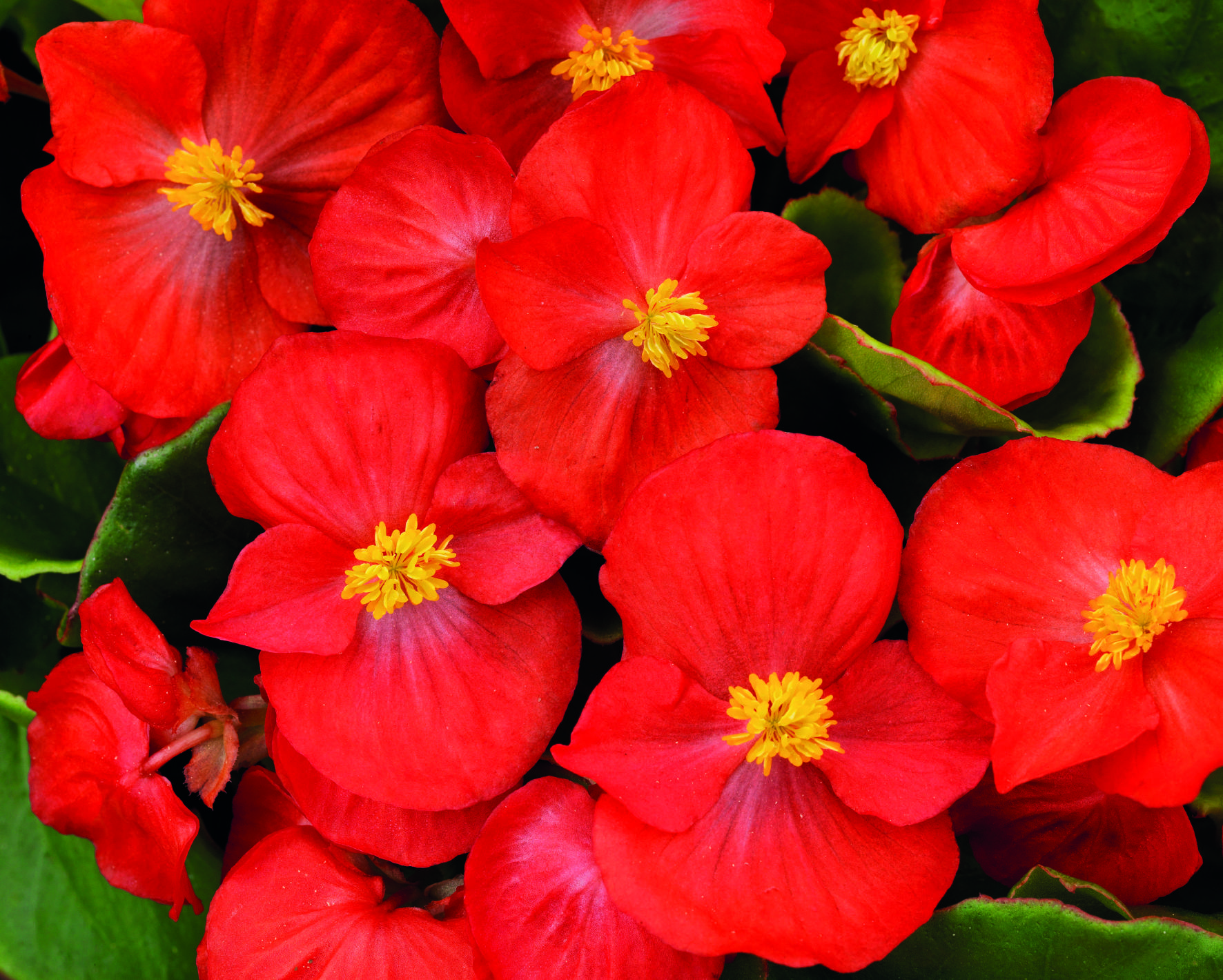 Begonia semperflorens F1 Sprint Plus Rot, pilliert | 1.000 P | B169P.1