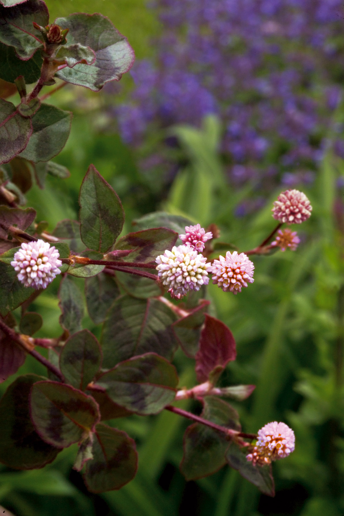 Polygonum capitatum Afghan, Coral Pink | 1 g | P578.1