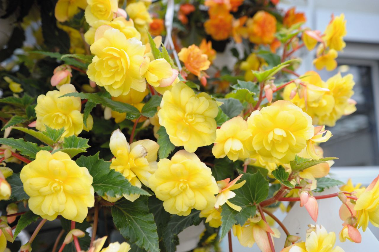 Begonia tuberhybrida F1 Illumination Lemon, pilliert | 250 P | B407P.1