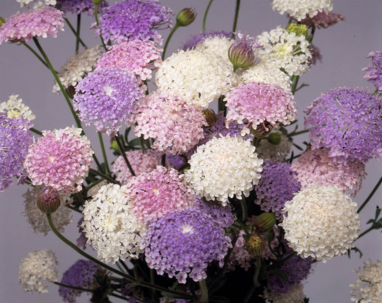 Weigelt Samen - Saatgut von Blumen und Blumenmischungen über ...