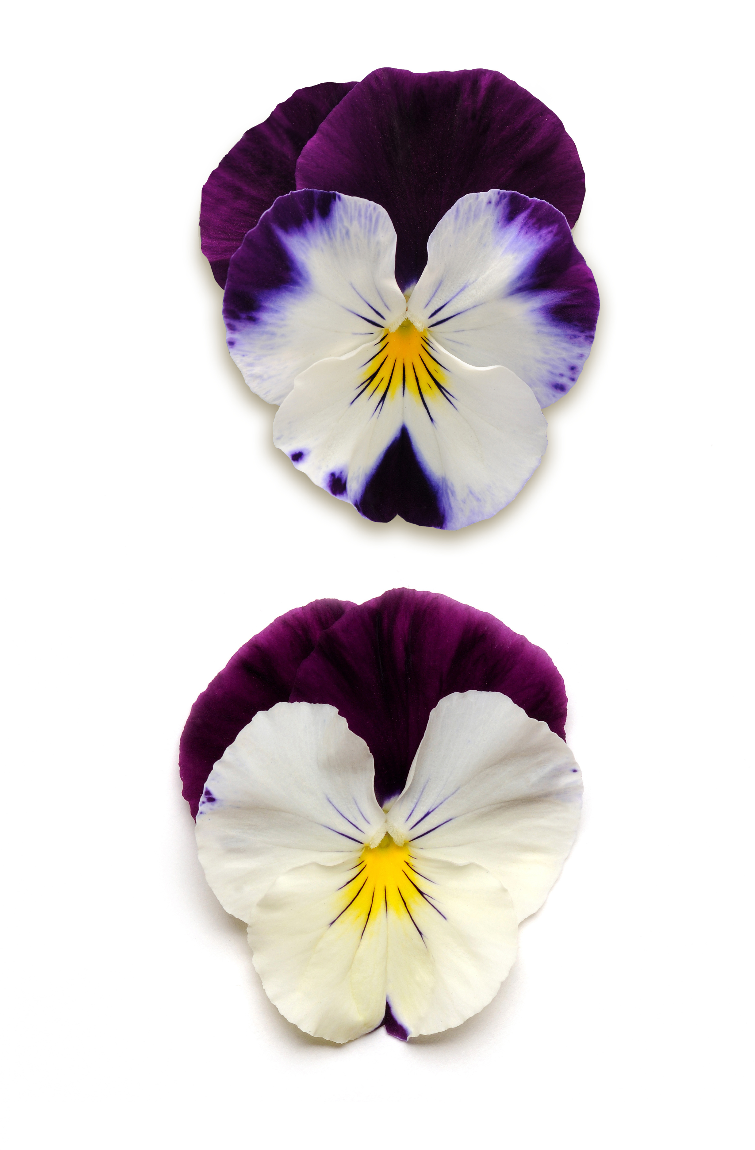 Viola wittrockiana F1 Cool Wave Violet Wing | 250 K | V965.1
