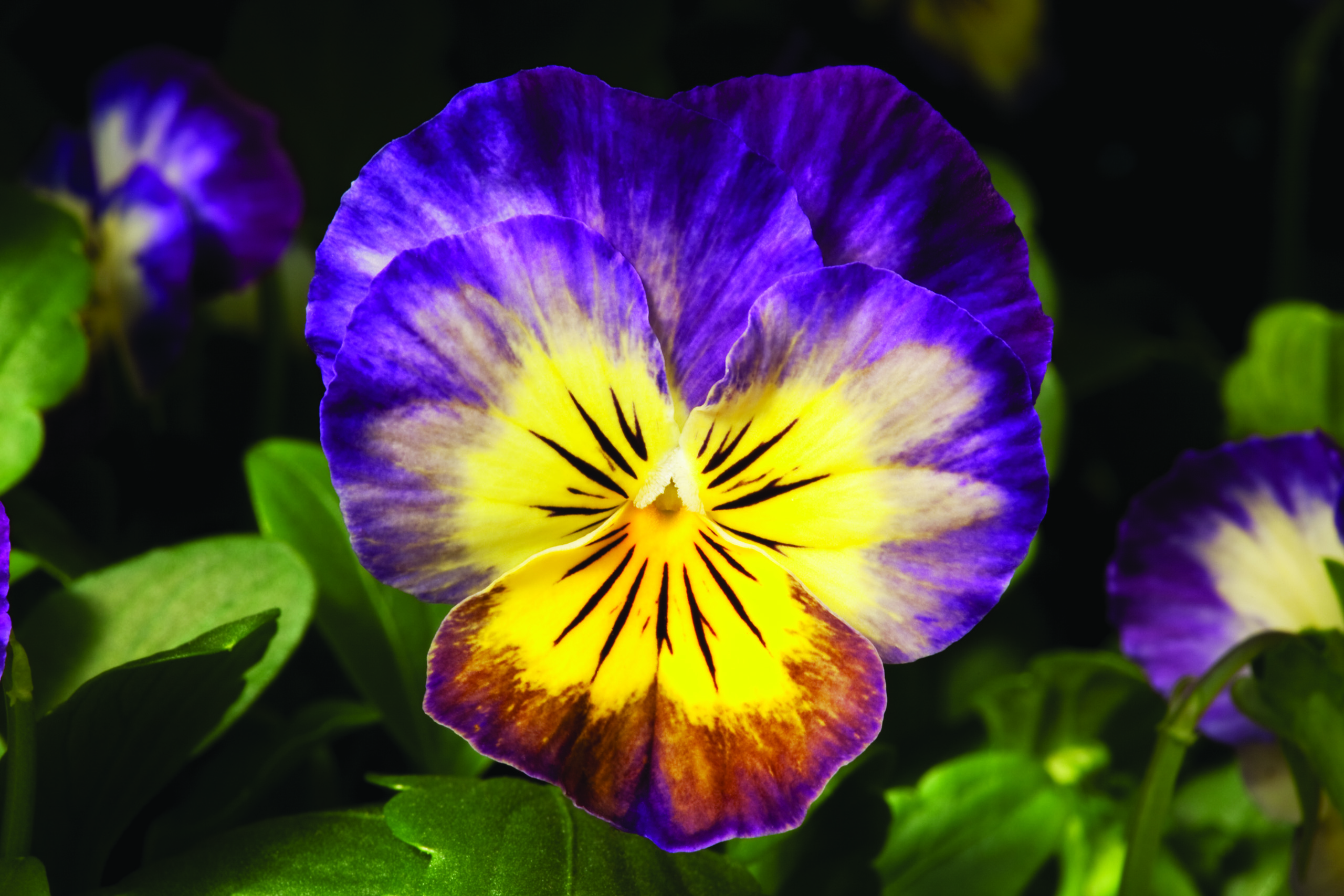Viola cornuta F1 Penny Primerose Picotee | 250 K | V122S02