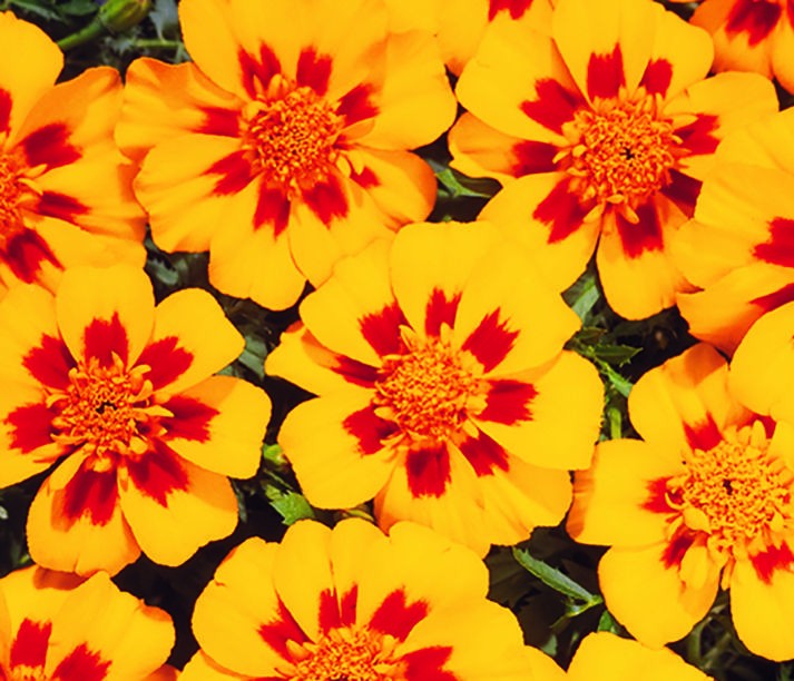 Tagetes patula Disco Granada | 250 K | T706.1