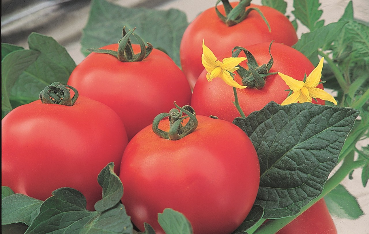 Tomate F1 Diplom | 100 K | 6575 .1