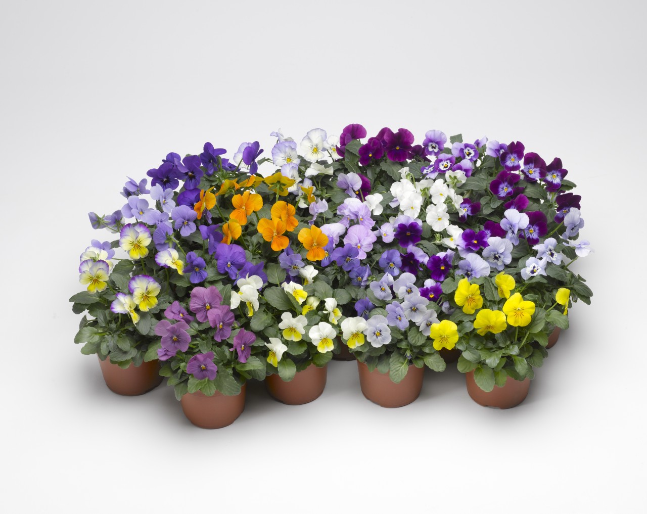 Viola cornuta F1 Penny Lane Mischung | 250 K | V140S02