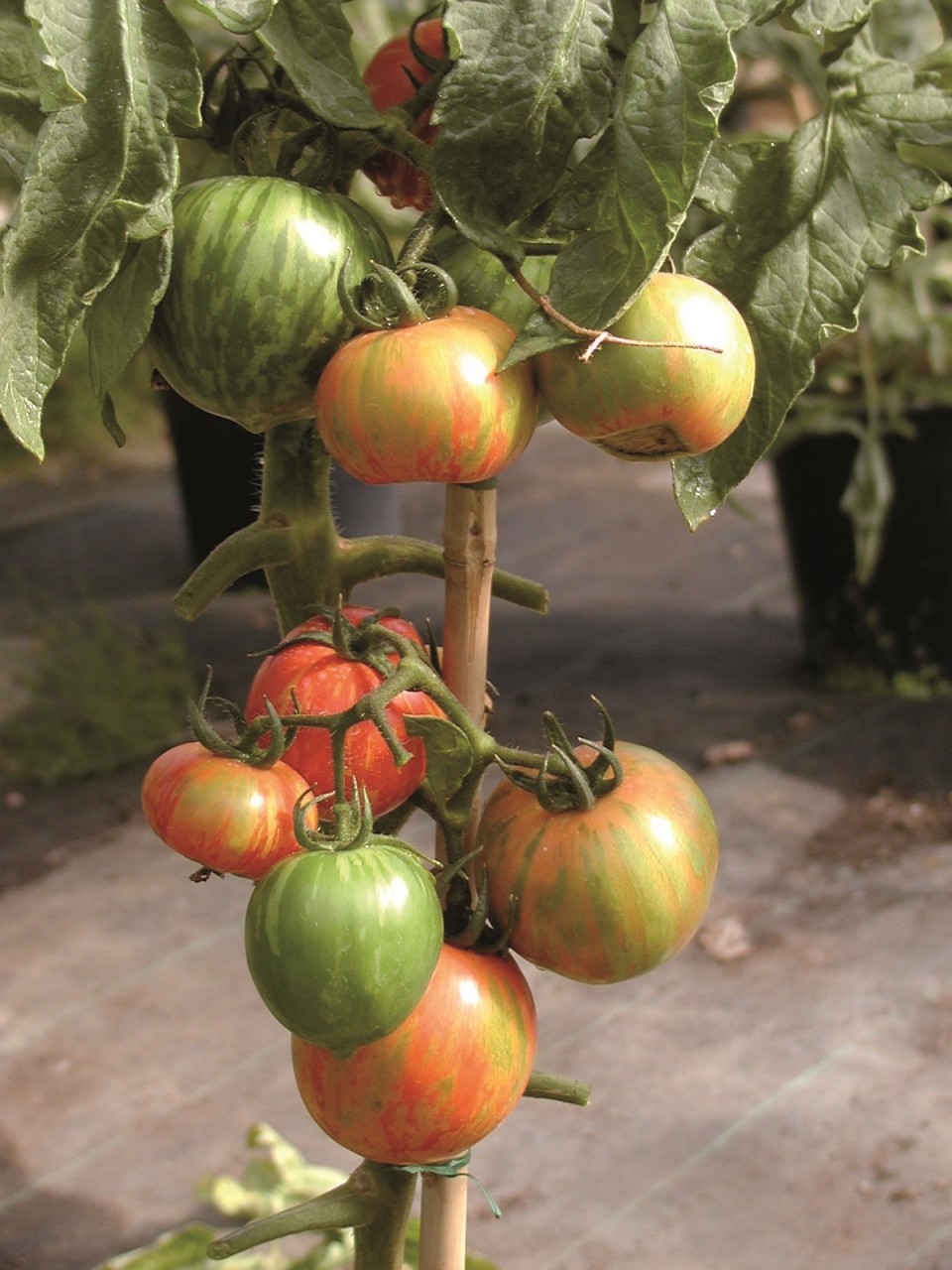 Tomate Red Zebra | 10 K | 6677 .1