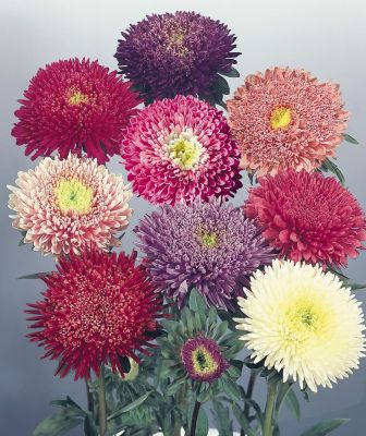 Weigelt Samen - Saatgut von Blumen und Blumenmischungen über ...