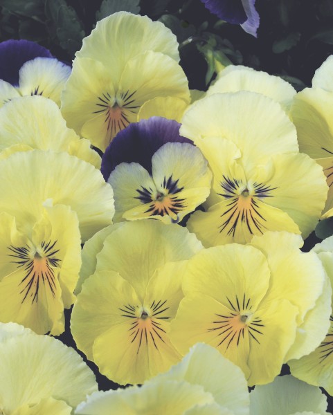 Viola wittrockiana F1 Cool Wave Lemon | 250 K | V961.1