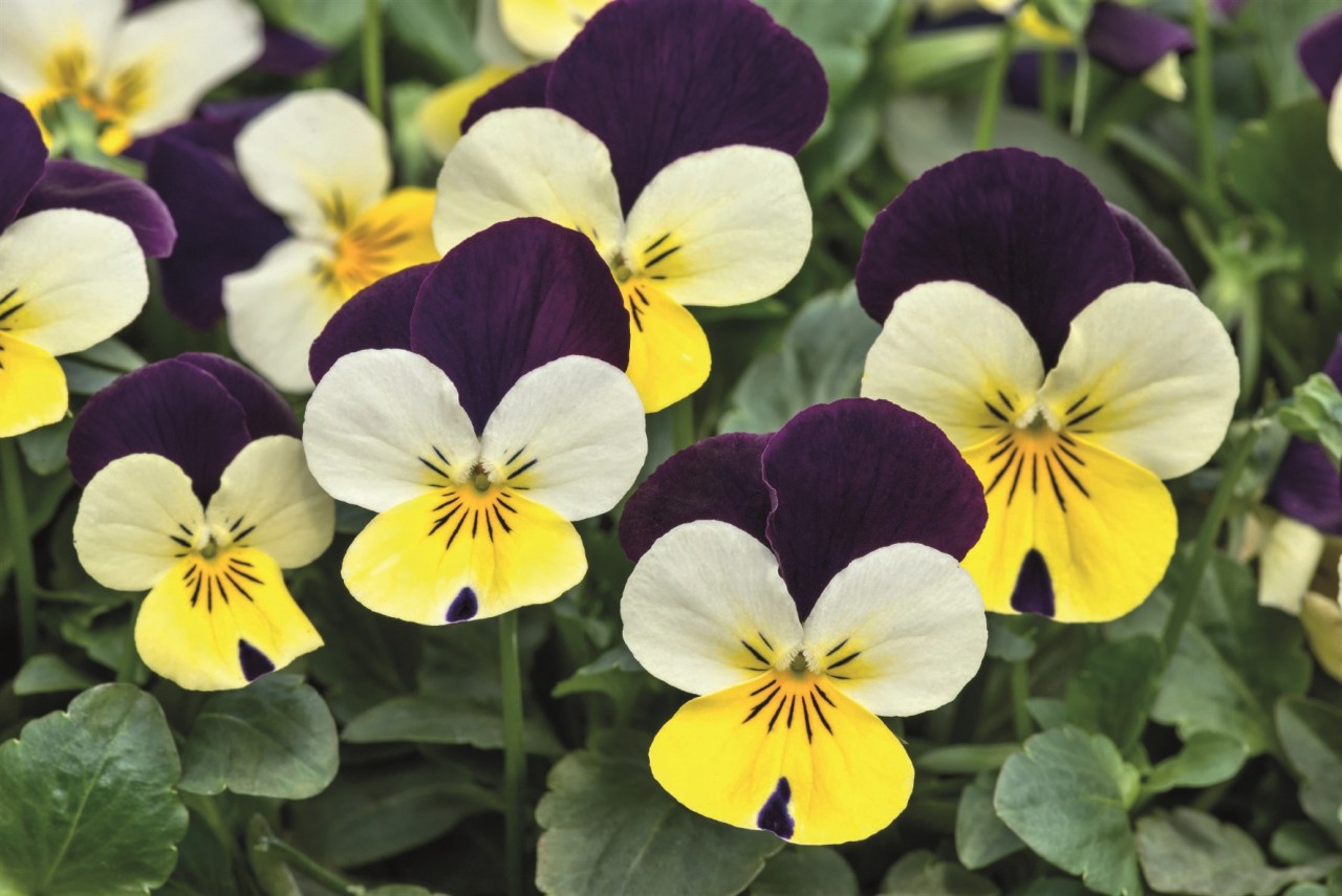 Viola cornuta F1 Admire Lemon Purple Wing | 250 K | V424.1