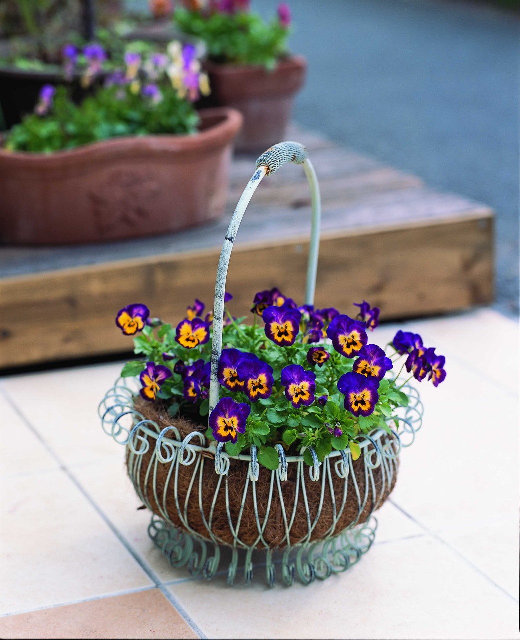 Viola cornuta Grandissimo F1 Berry Pie | 250 K | V585.1