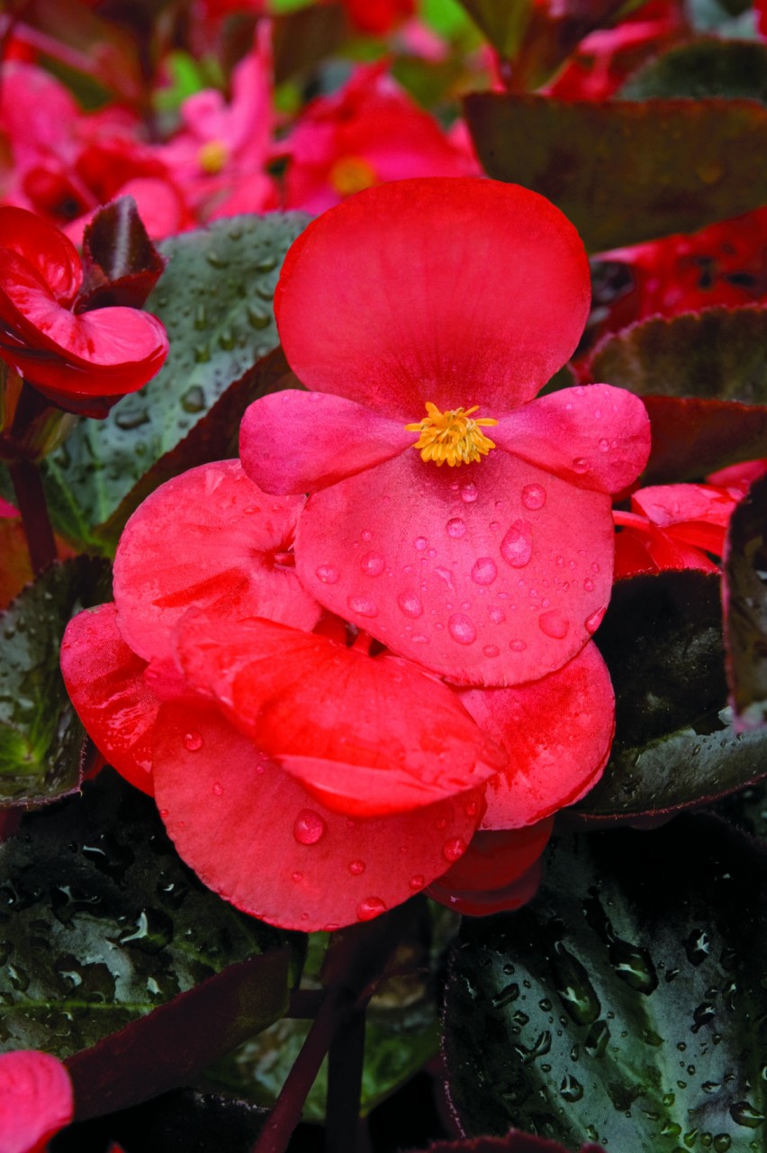 Begonia x benariensis F1 BIG Dark Rot, dunkellaubig, pilliert | 100 P ...