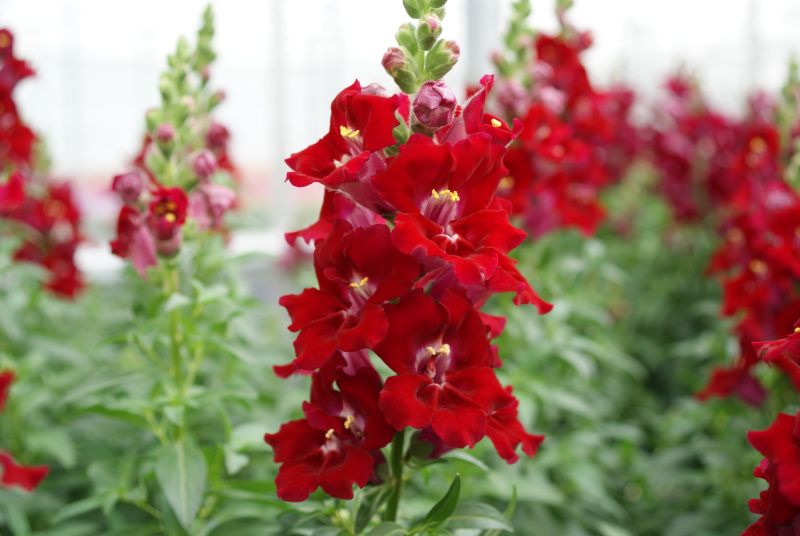 Weigelt Samen - Saatgut von Blumen und Blumenmischungen über ...