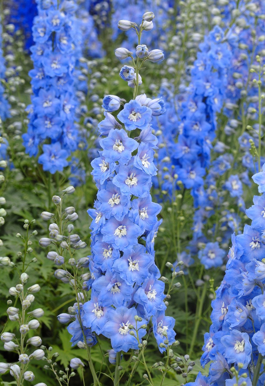 Delphinium grandiflorum F1 Century Sky Blue | 50 K | D593S04