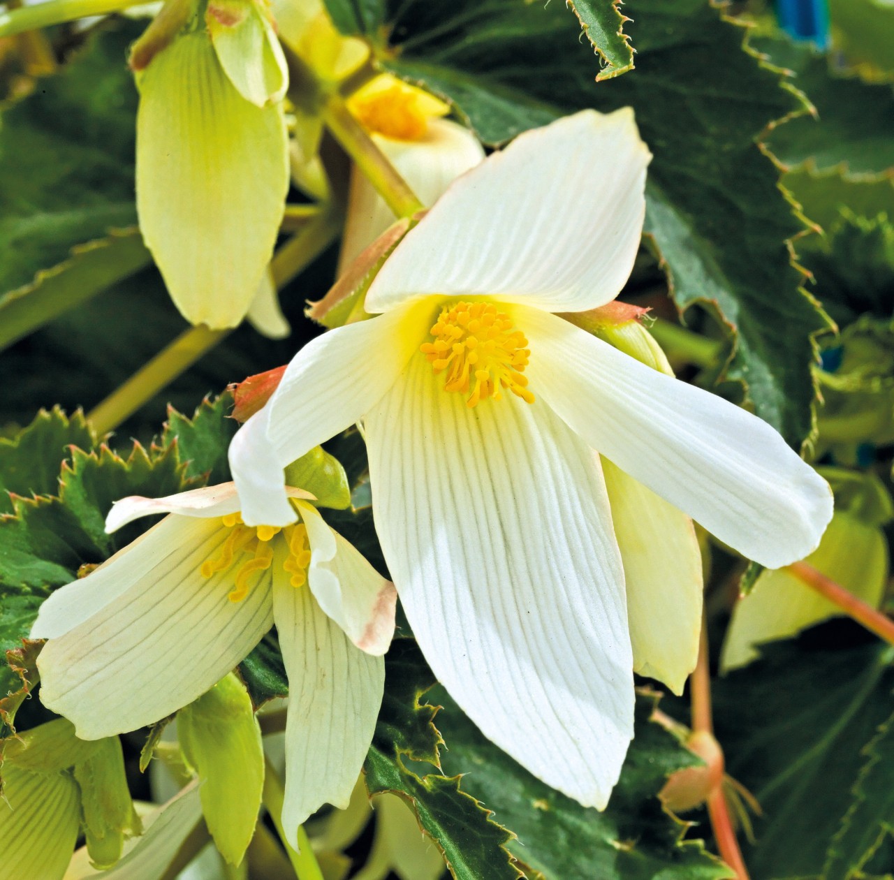Begonia boliviensis F1 Santa Barbara Weiß, pilliert | 100 P | B021.1