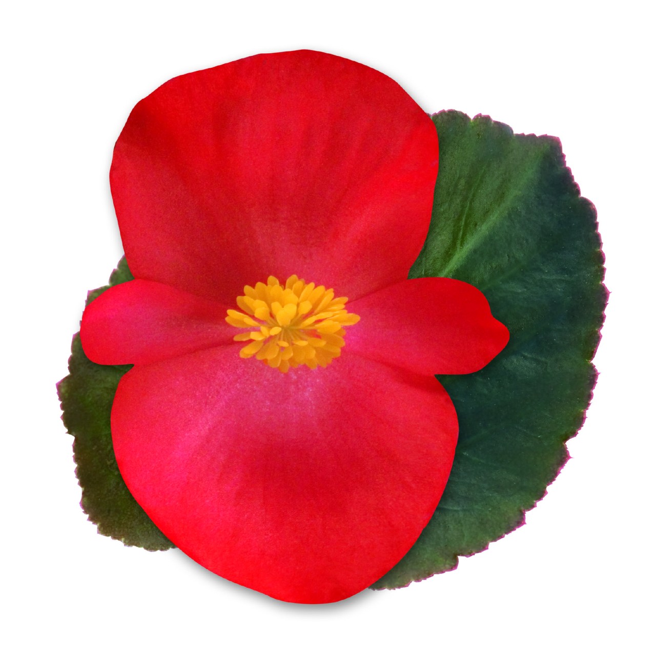 Begonia x benariensis F1 BIG Dark Rot, dunkellaubig, pilliert | 100 P ...