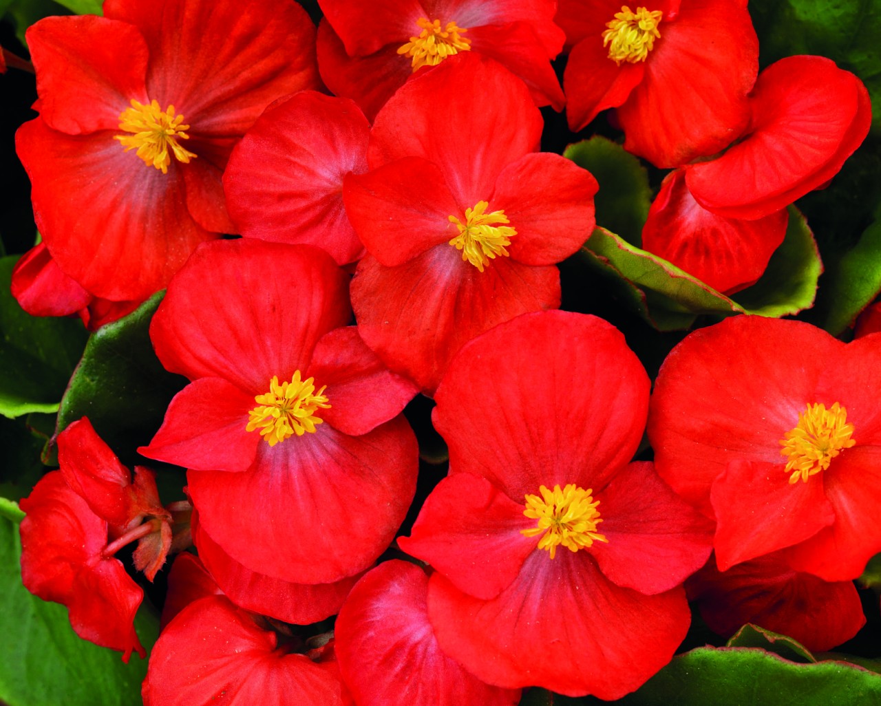 Begonia semperflorens F1 Sprint Plus Rot, pilliert | 1.000 P | B169P.1