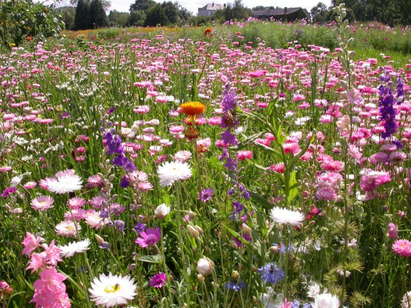 Weigelt Samen - Saatgut von Blumen und Blumenmischungen über ...
