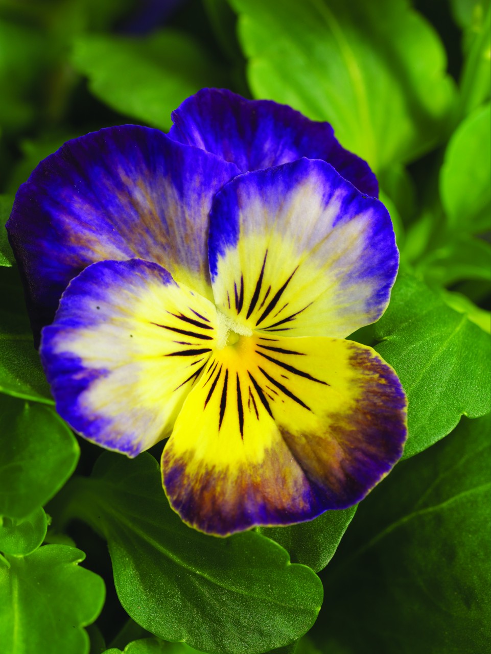 Viola cornuta F1 Penny Primerose Picotee | 250 K | V122S02