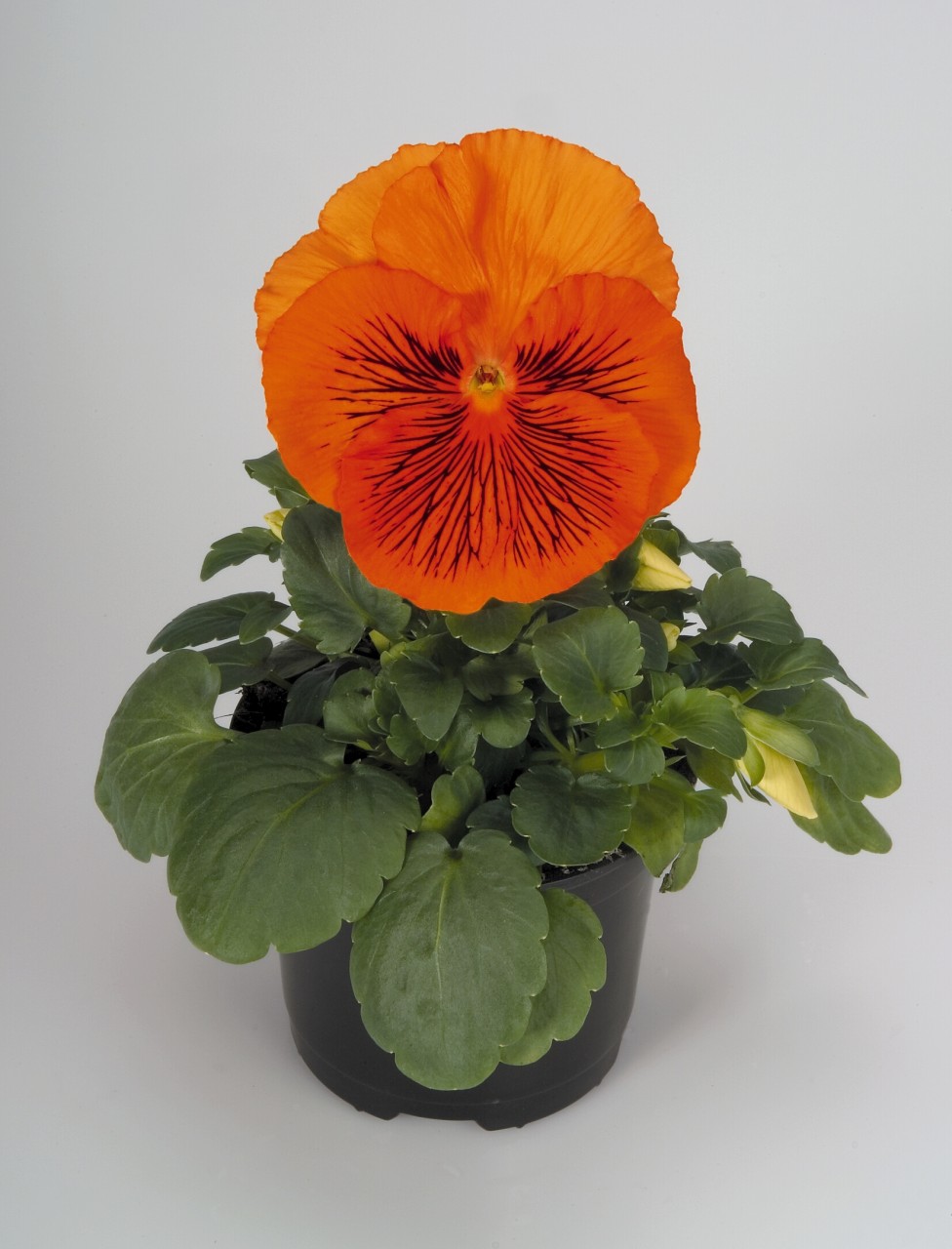 Viola wittrockiana F1 Cats Orange | 250 K | V953.1