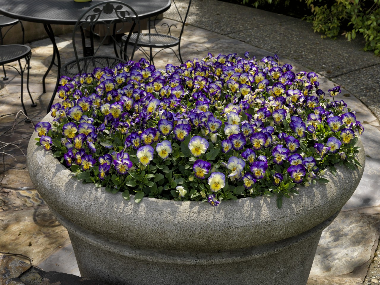 Viola cornuta F1 Penny Primerose Picotee | 250 K | V122S02