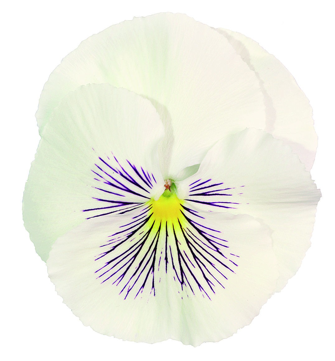 Viola wittrockiana F1 Cats Plus Weiß | 250 K | V951.1