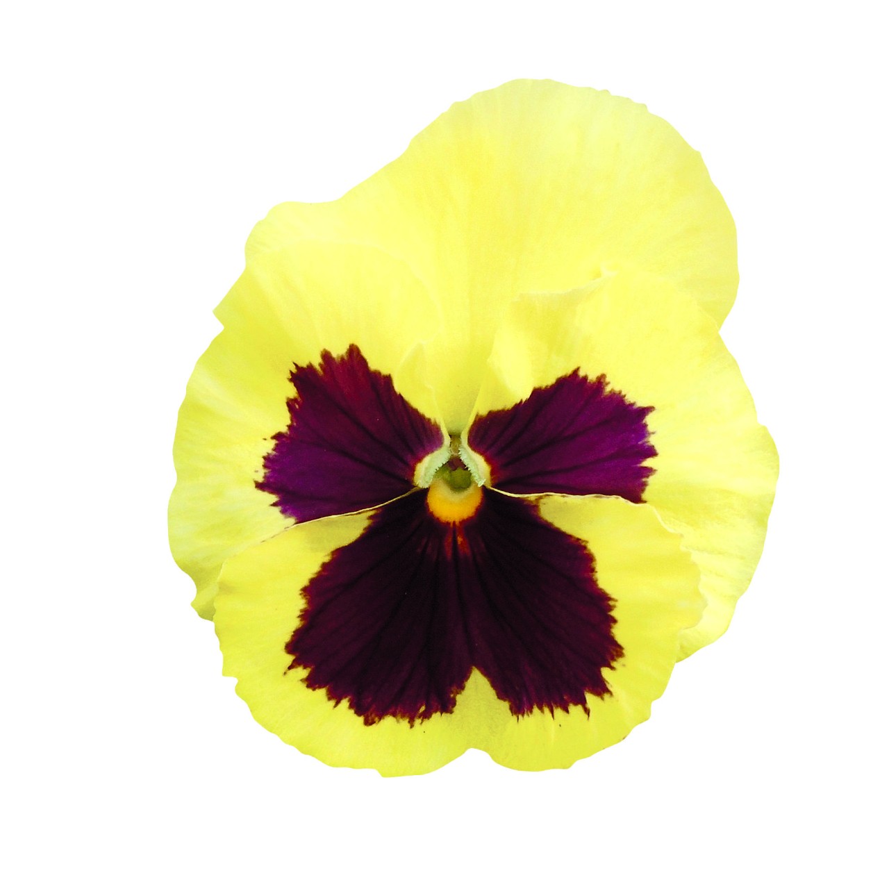 Viola wittrockiana F1 Inspire Plus Zitrin mit Auge | 250 K | V723.1