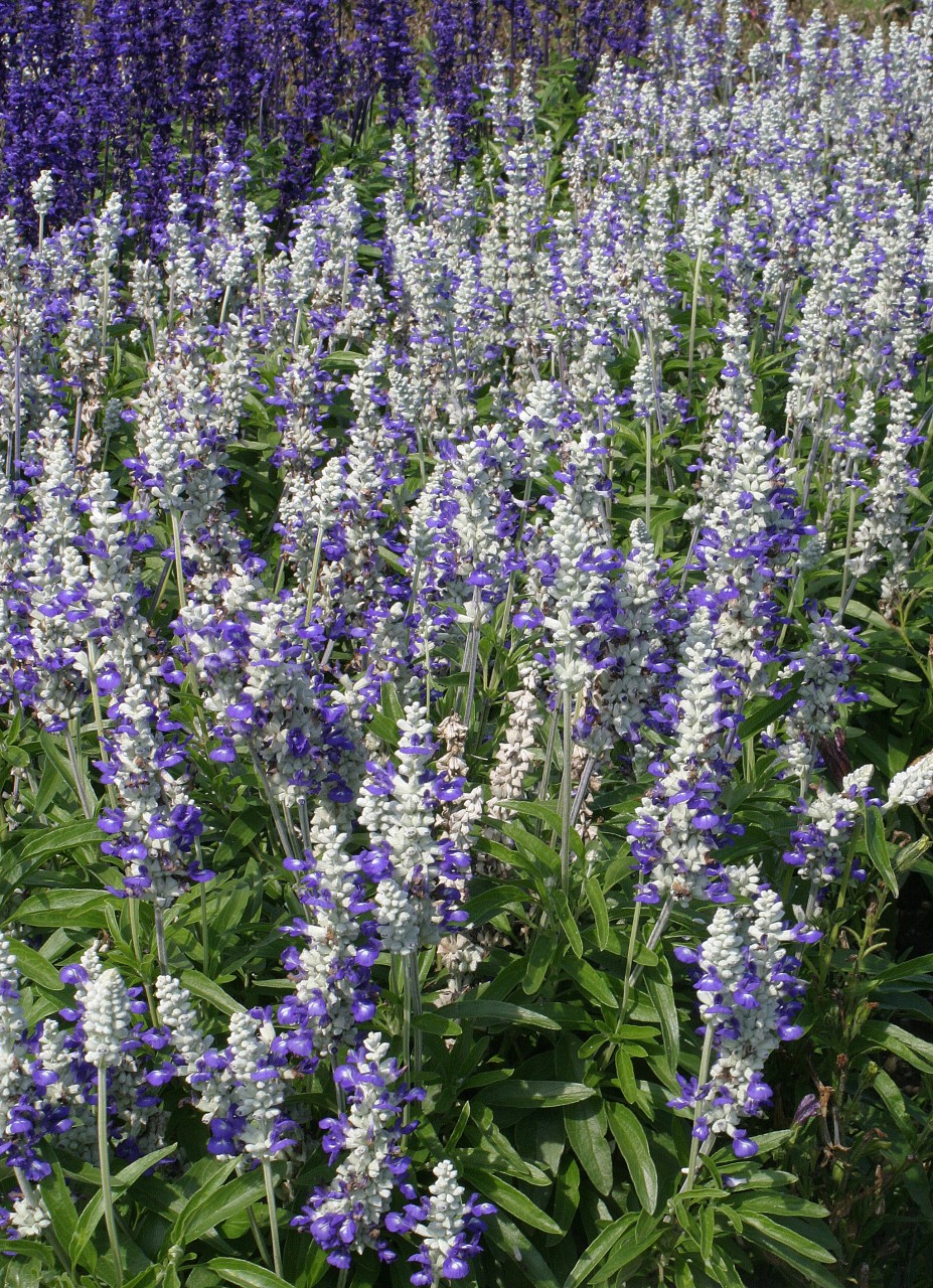 Salvia farinacea Strata | 250 K | S064.1