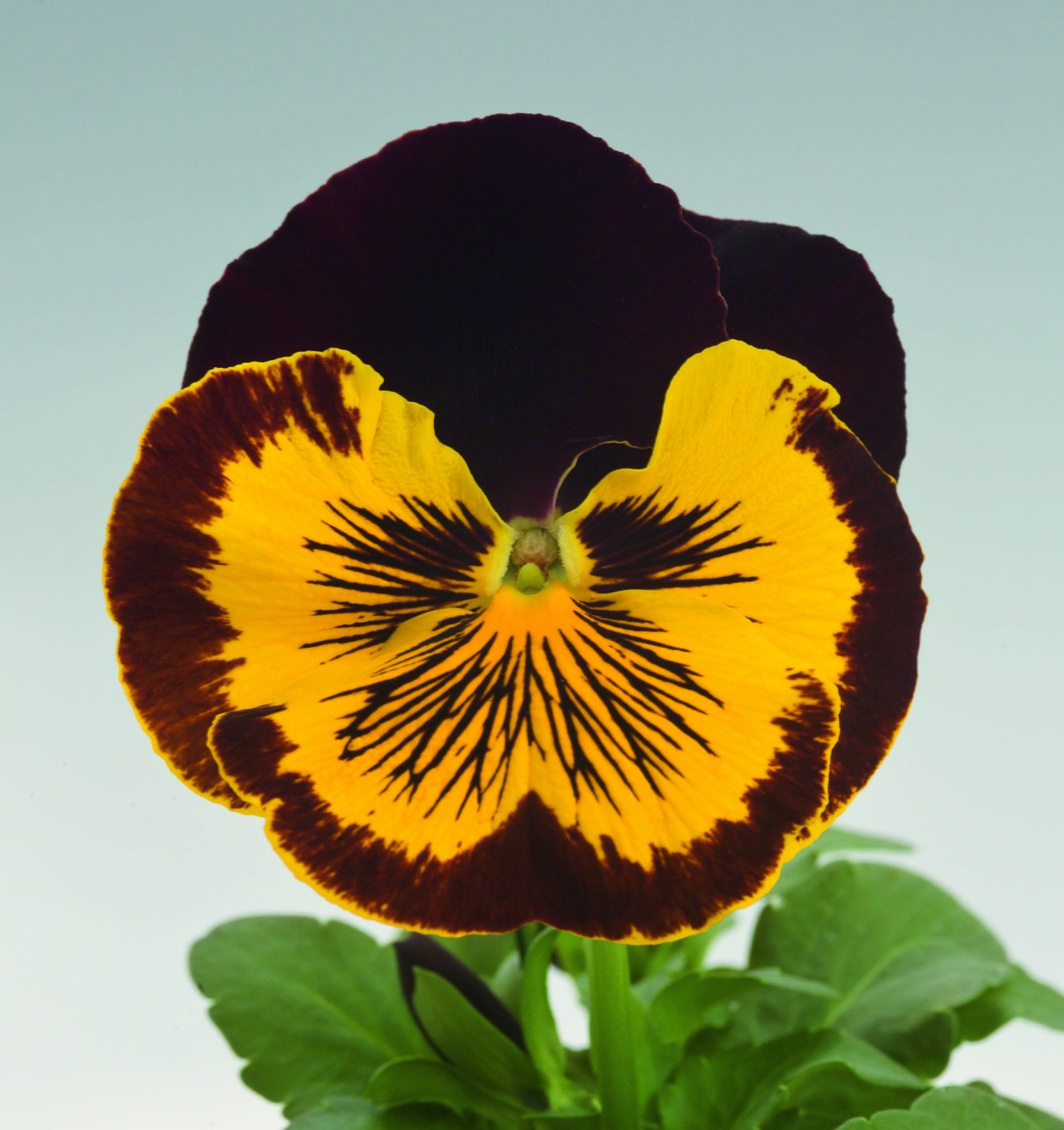 Viola wittrockiana F1 Cats Rotgold | 250 K | V954.1